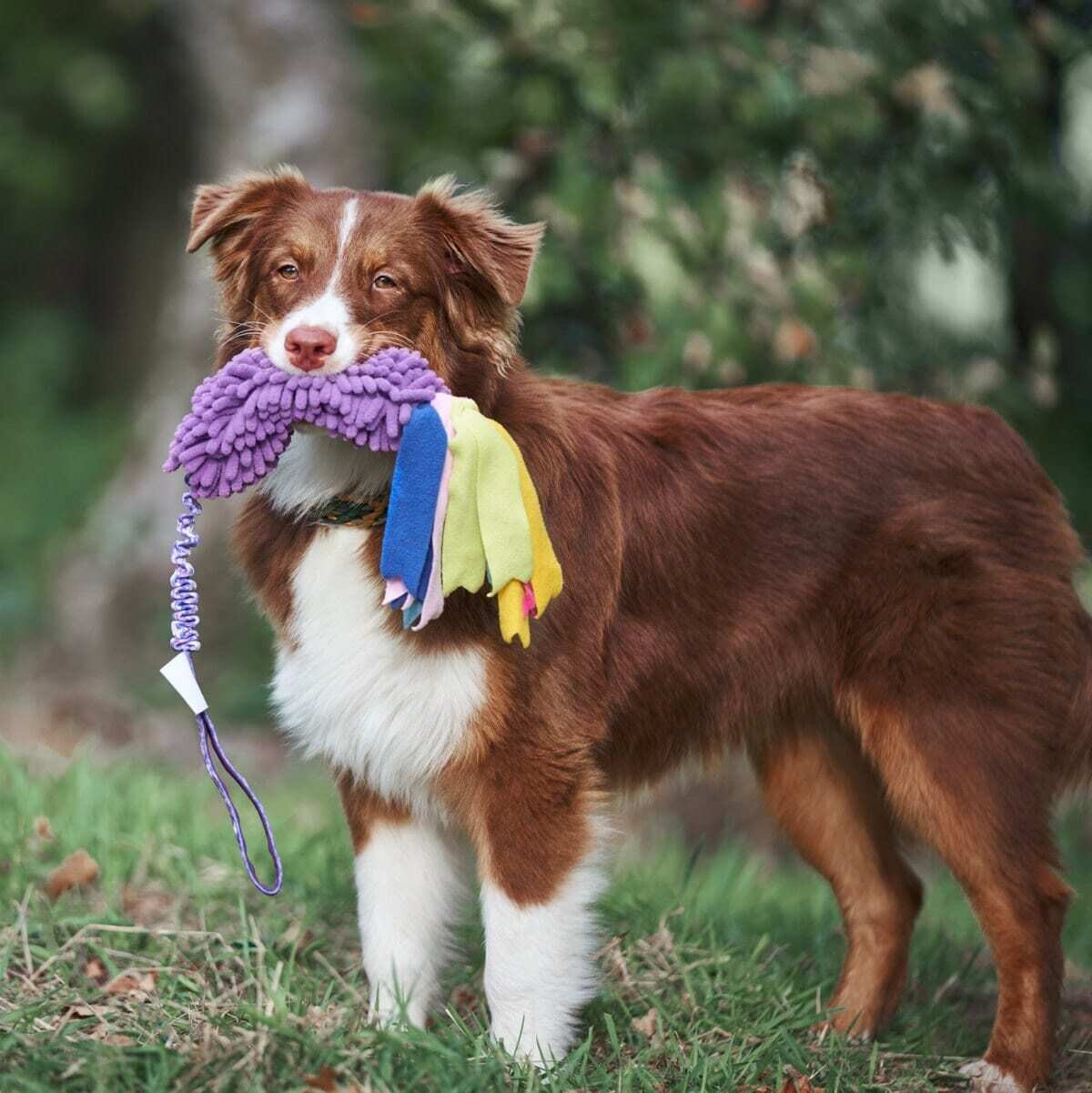 Zergel mit Bungee und Mopp für Hunde - robustes interaktives ...