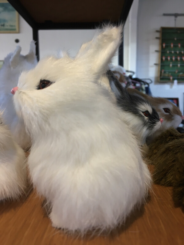 White Fur Rabbit Small Sitting