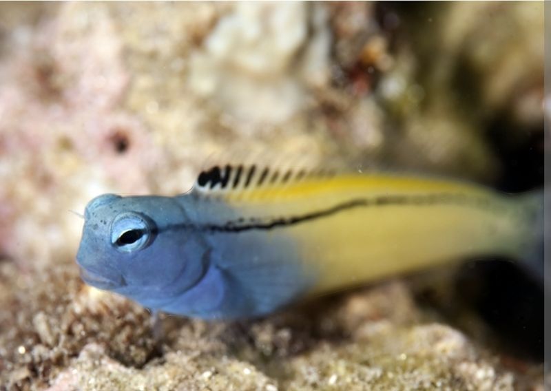 Blenny