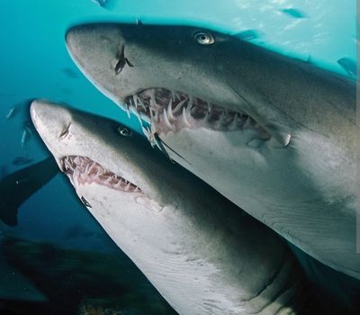 Products — Online Store