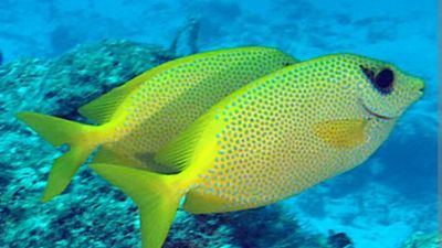 Products — Online Store