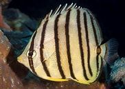 Eight-banded Butterflyfish S