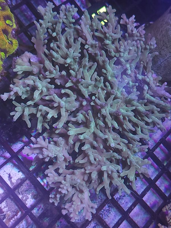 Products — Online Store