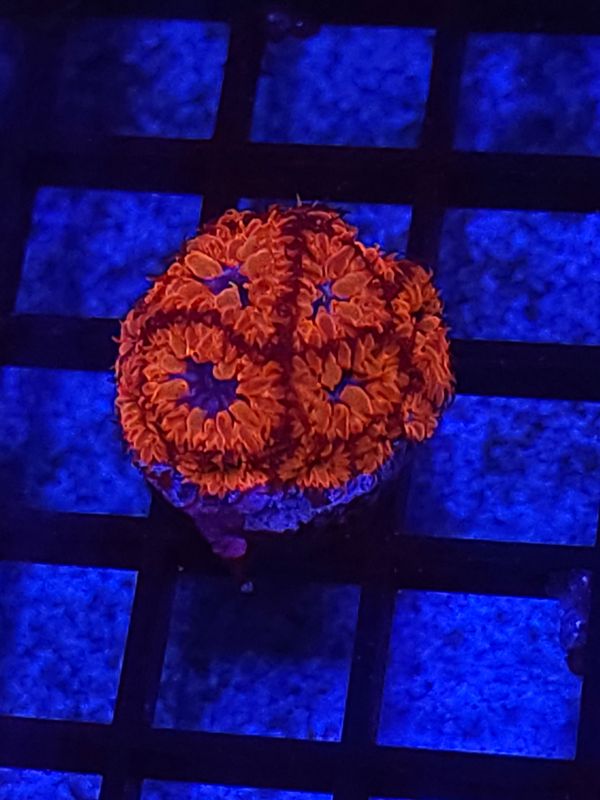 Products — Online Store