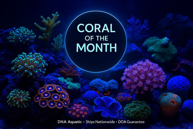 Tyler's Coral of the Month | WYSIWYG Showcase | DNA Aquatic