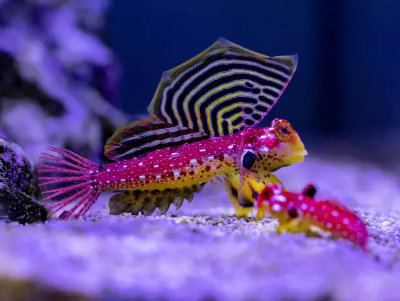 Blennies