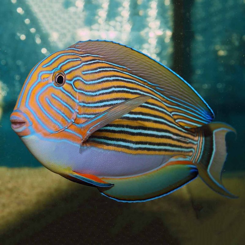 Tangs & Surgeonfish