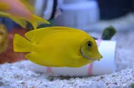 Yellow Mimic Tang
