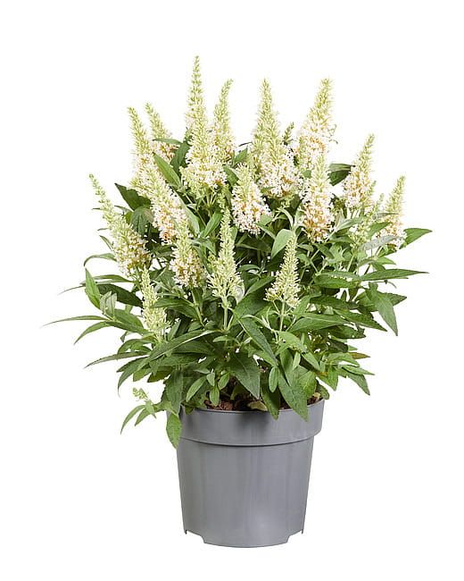 Buddleja 'Butterfly Candy Little White' – kwiaty dla motyli