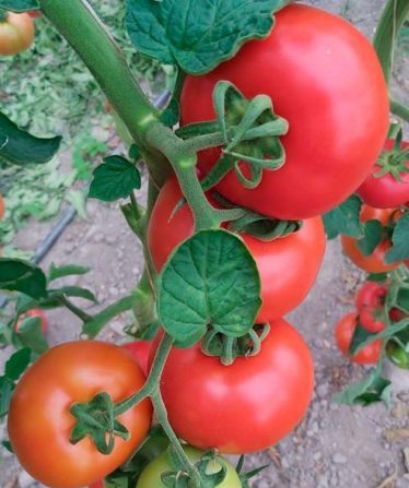 Pomidor malinowy Beef super odmiana