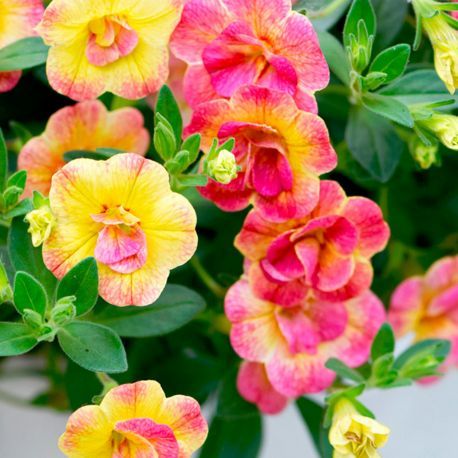 Mini Surfinia Kalibrachoa podwójny słoneczny kameleon Calibrachoa