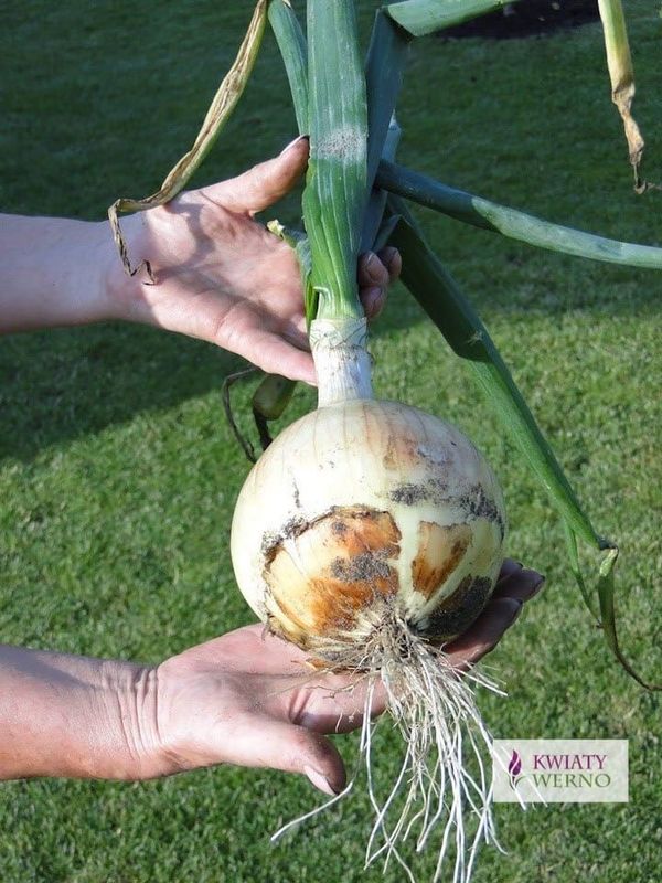 🧅 Wyjątkowa cebula – sadzonki dla obfitych plonów!