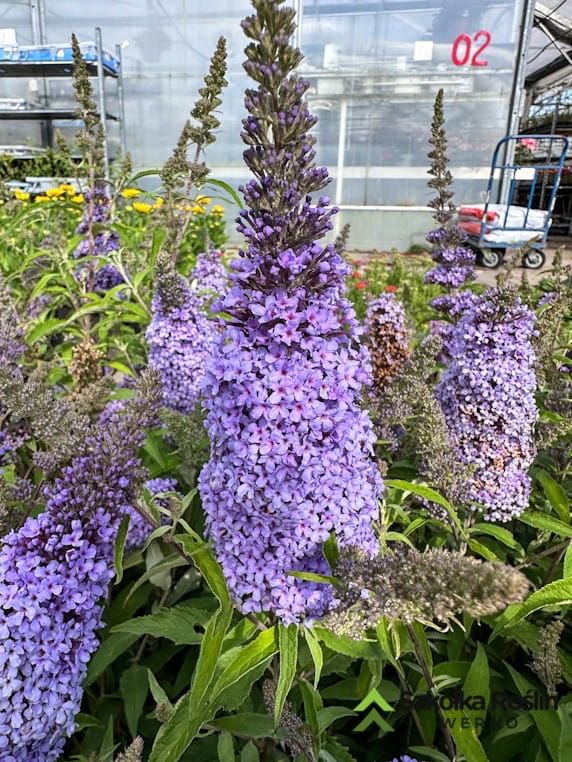 Budleja Davida 'Buzz Sky Blue' Buddleja davidii - Niebieskie kwiaty do ...