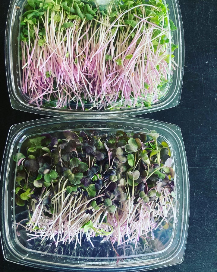 Spicy Radish Microgreens