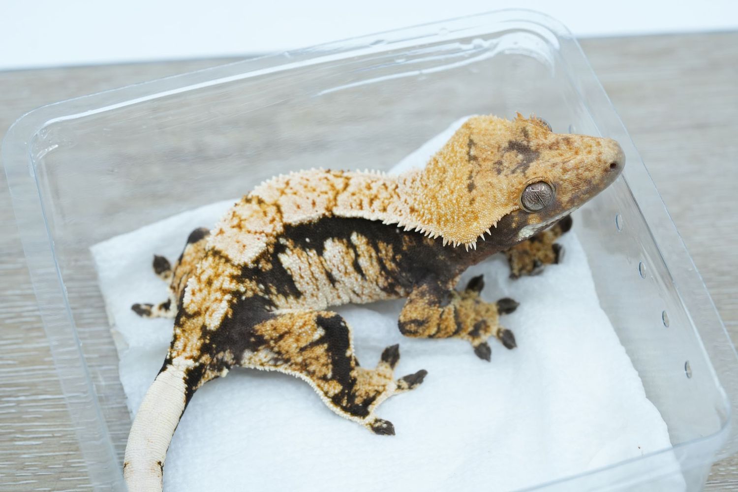 AJD REPTILES