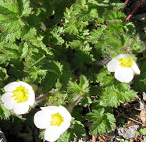 Drymocallis (Potentilla) rupestris ‘Nana’ – Our Store