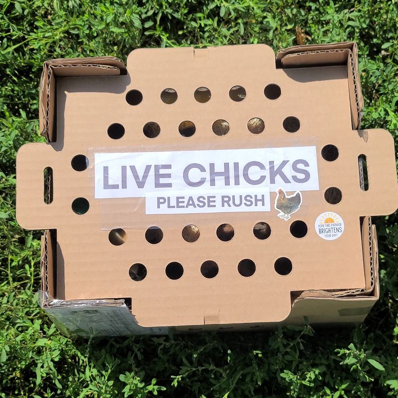 Chick Box Assortments