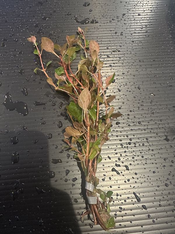 Ludwigia Super Red mini