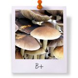 B+ Cubensis Spores – Legendary Strain Psilocybe Cubensis