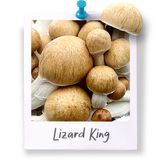 Lizard King Mushroom Spores Psilocybe Cubensis syringe