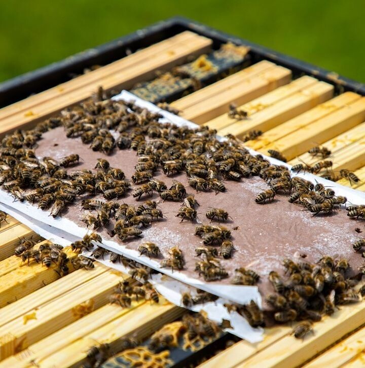 Bee Food and Supplements