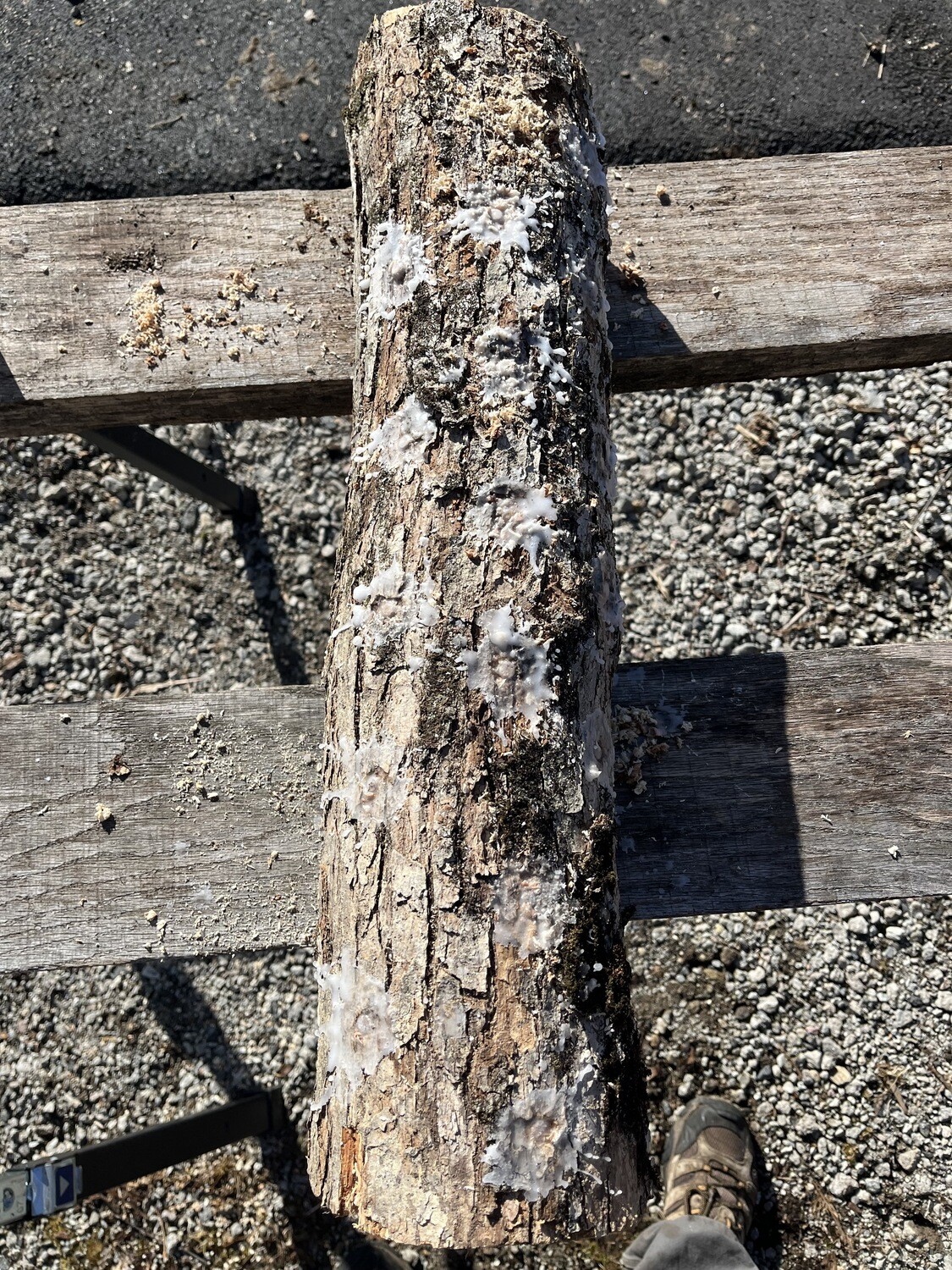 (5) Shiitake-Inoculated Oak Logs (24"-30")
