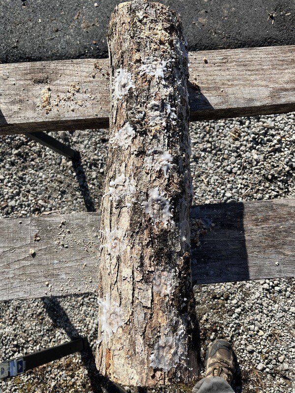 (5) Shiitake-Inoculated Oak Logs (24"-30")