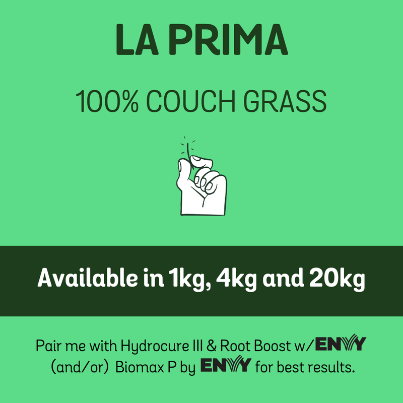 La Prima 100% Couch Seed