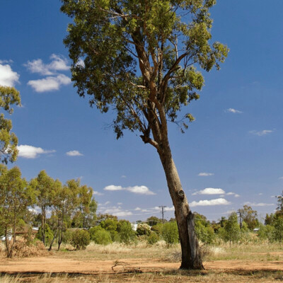 Redgum Firewood