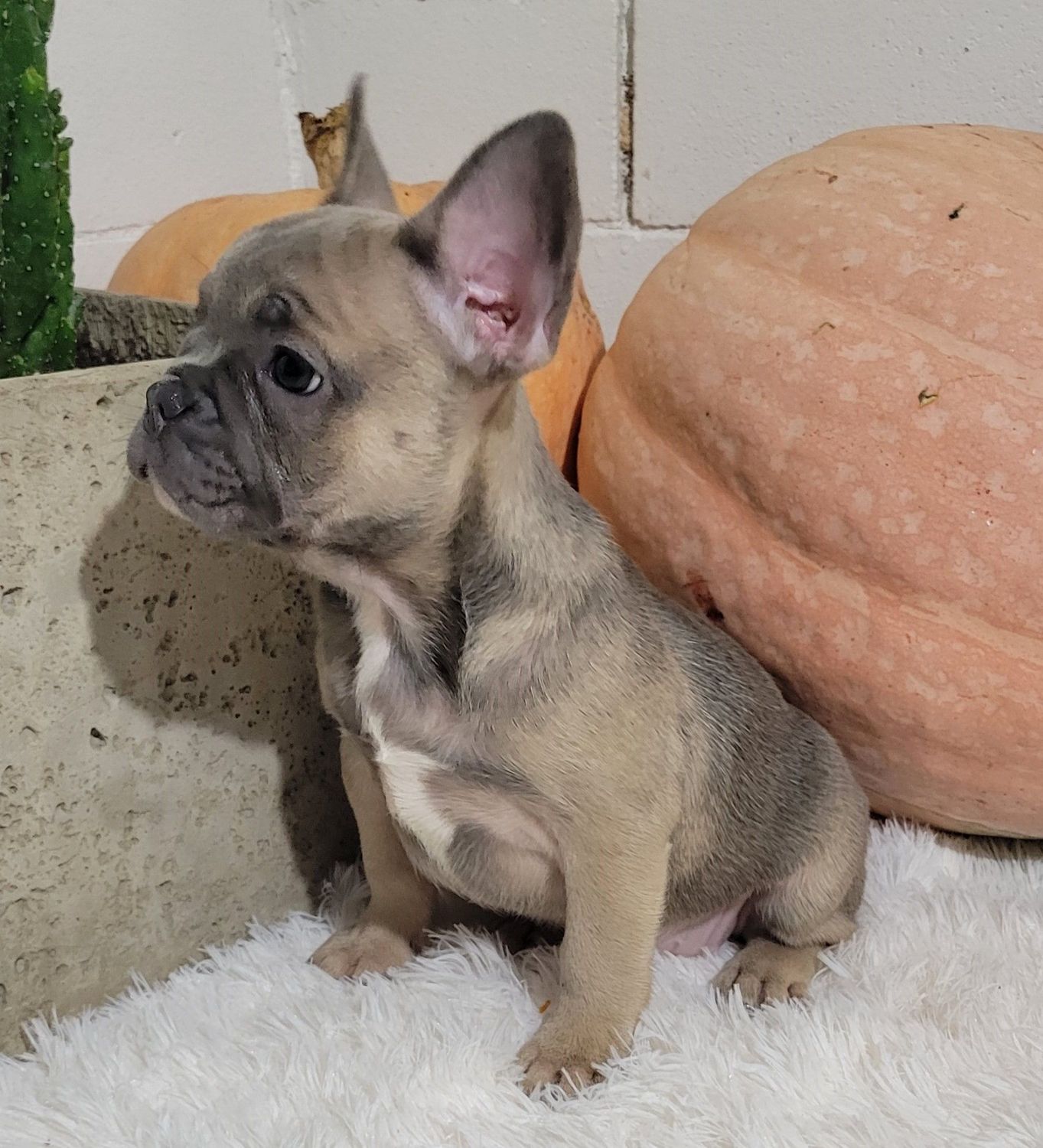 Frenchie Puppies For Sale | Secluded Acres Frenchies