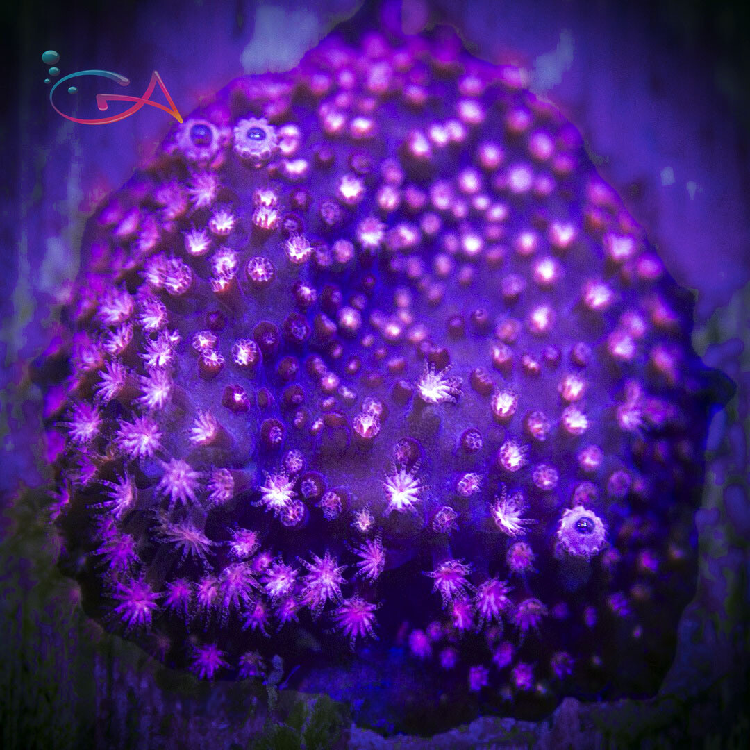 Stylocoeniella Jose Casa Pink JF Frag Coral | Glass Aquatics – Store ...