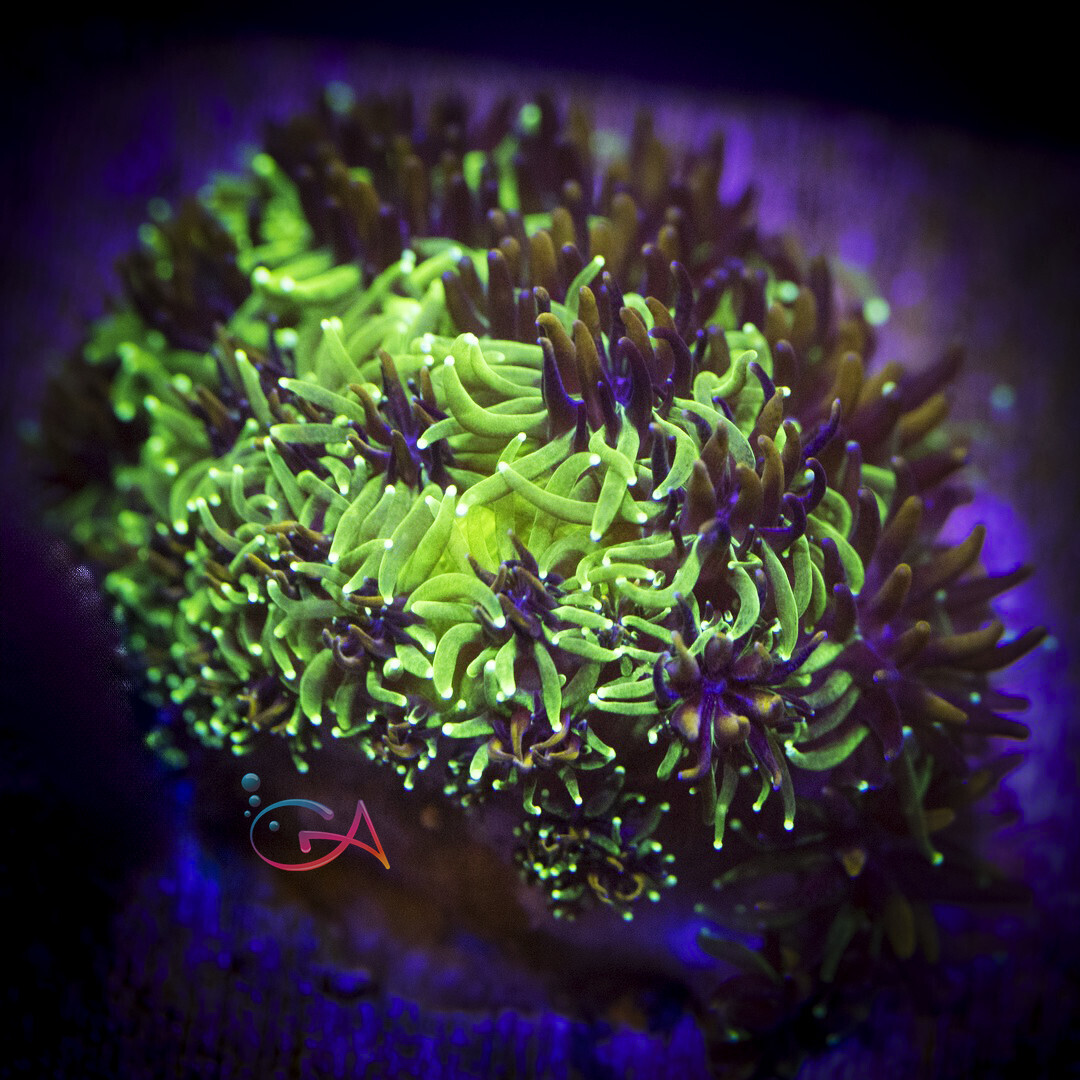 Galaxea Frag Coral for Sonic the Hedgehog | Glass Aquatics – Store ...