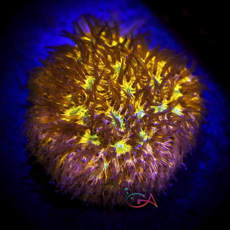 Lithophyllon Coral Frag Split Decision IJAM | Glass Aquatics – Store ...