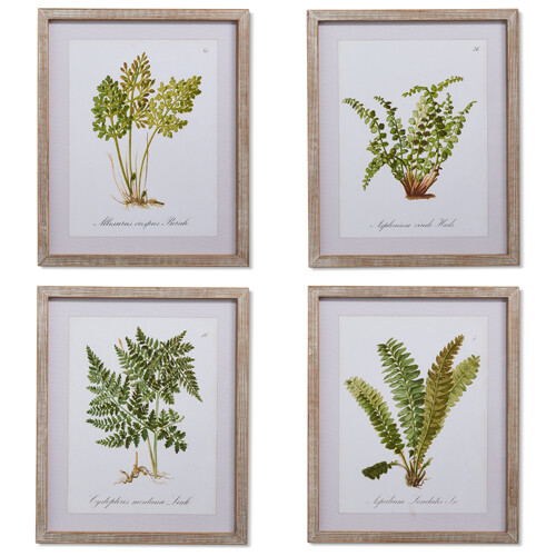 22" Fern Framed Wall Art