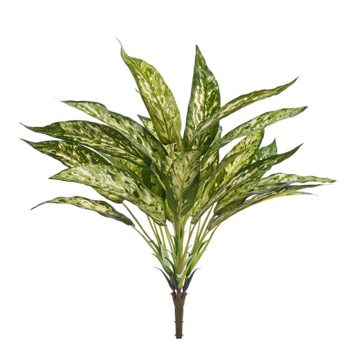 18" Silver Queen Bush