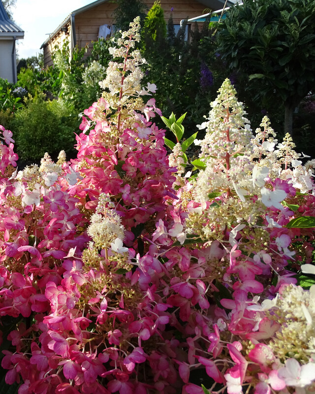 Hydrangea paniculata ‘Candelabra’® BE sur tige