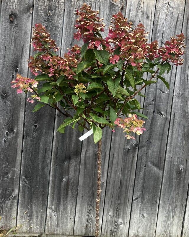 Hydrangea paniculata ‘Fire And Ice’ sur tige