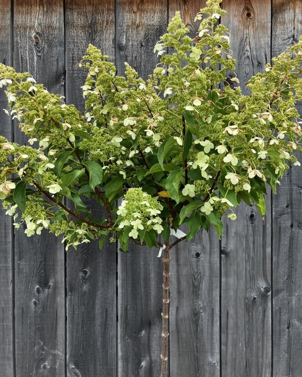 Hydrangea paniculata ‘Kyushu’ sur tige