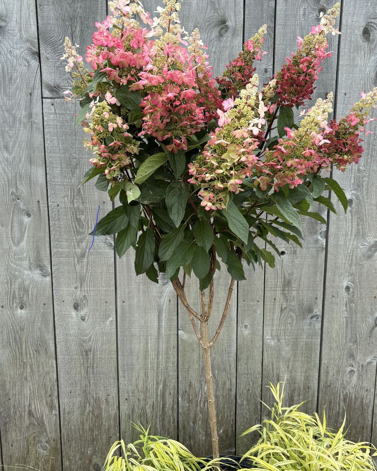 Hydrangea paniculata ‘Candelabra’® BE sur tige