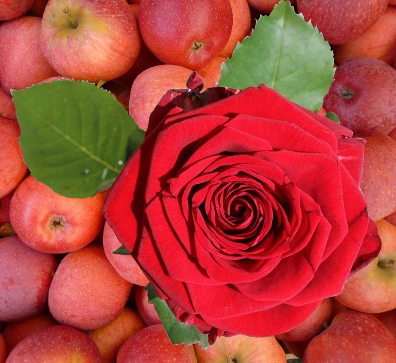 Alpha Damascone - DSM/FIRMENICH