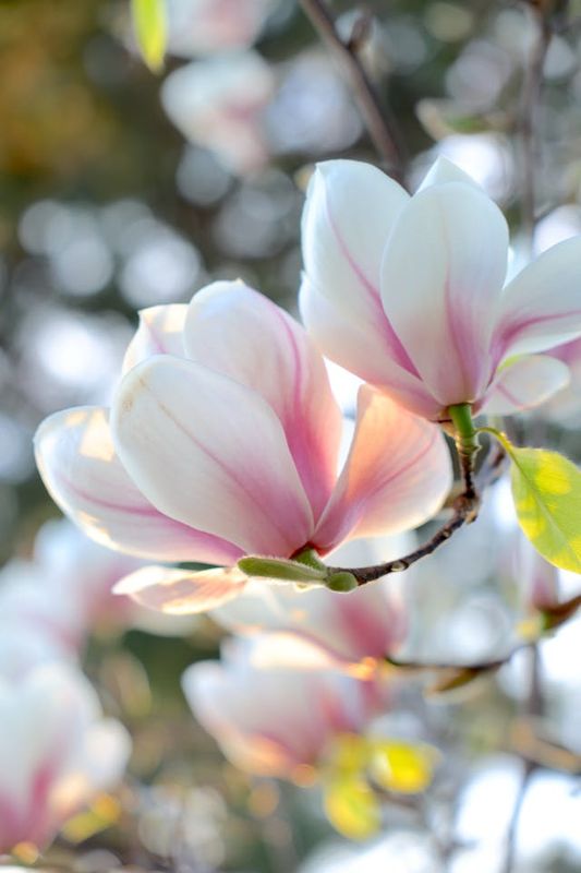 Hedione HC - FIRMENICH