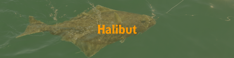 Halibut Fishing Gear & Equipment | B&J Sporting Goods