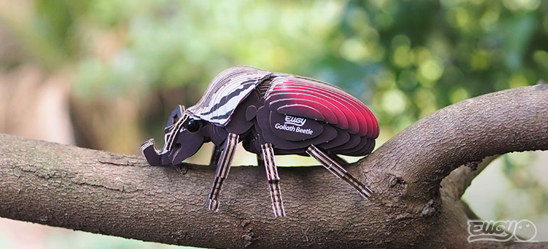 EUGY 111 Goliath Beetle