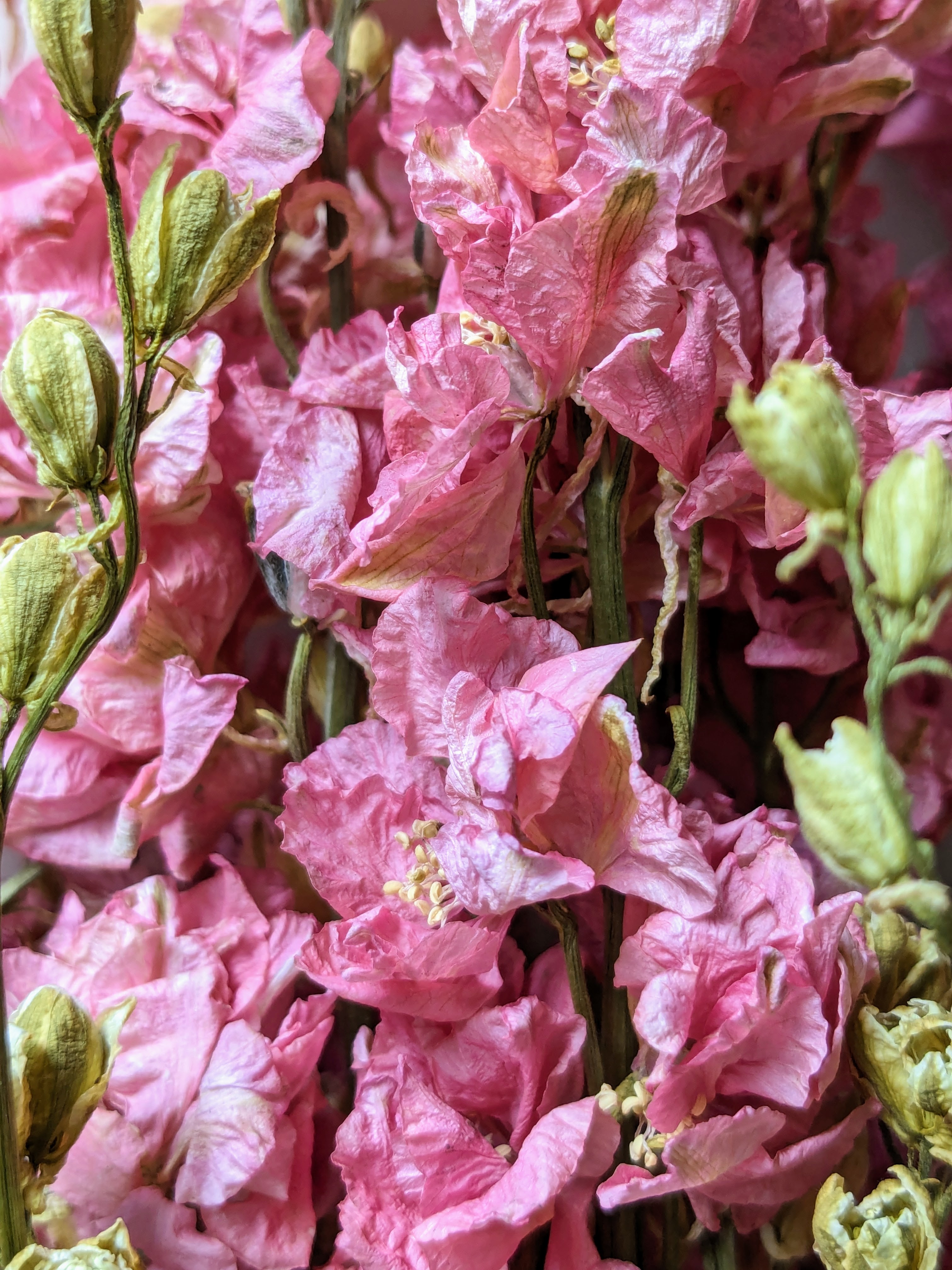 Delphinium larkspur bunch dried pink - Daisyshop - Buy dried flowers