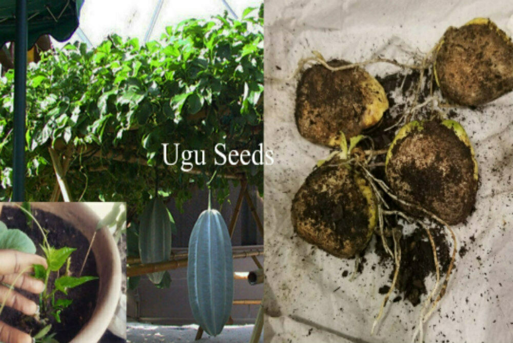 Ugu seeds-already rooted