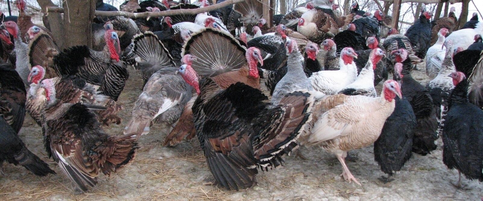 Porter's Rare Heritage Turkeys