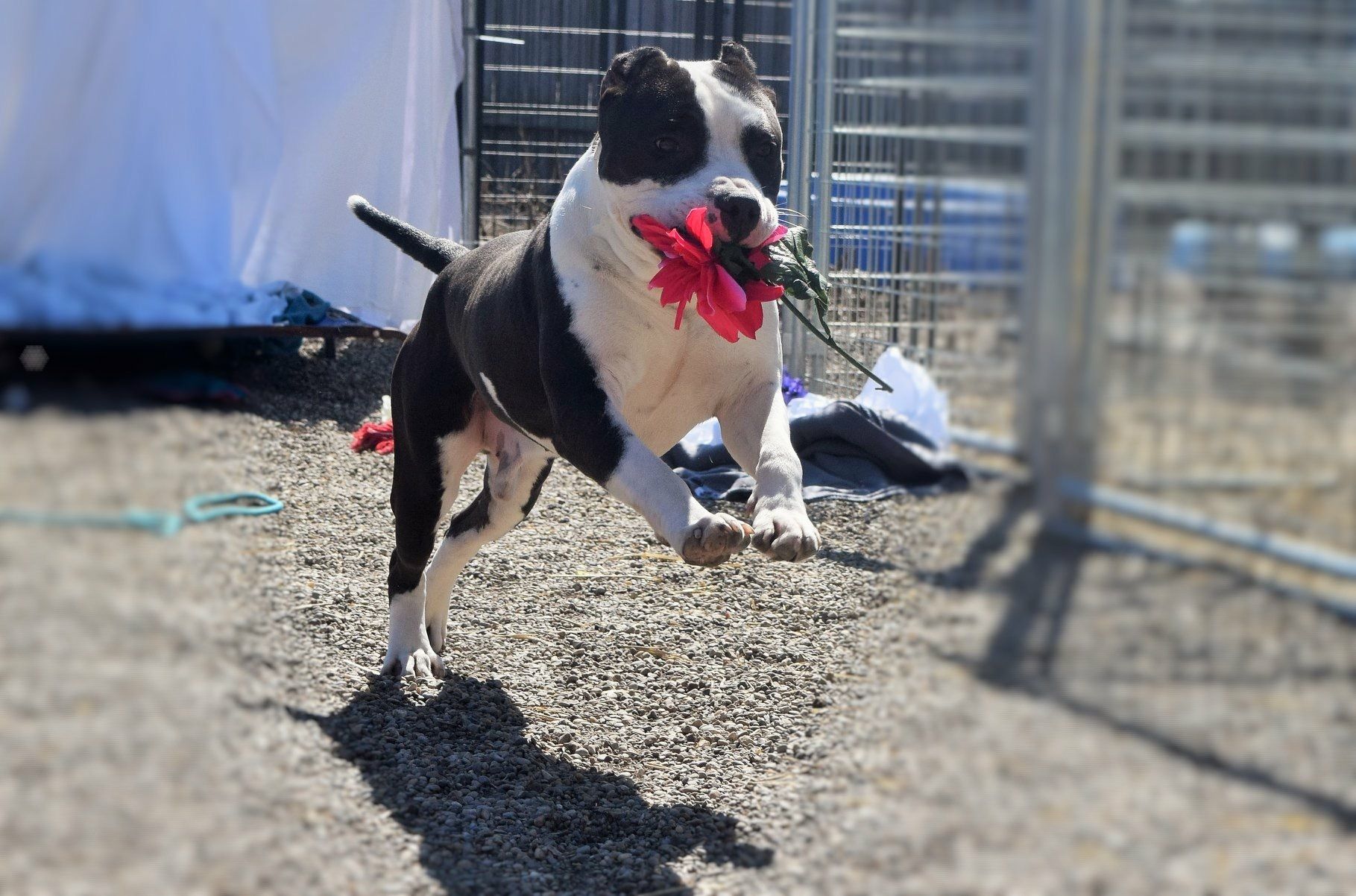 THE PAW SHOP at HART