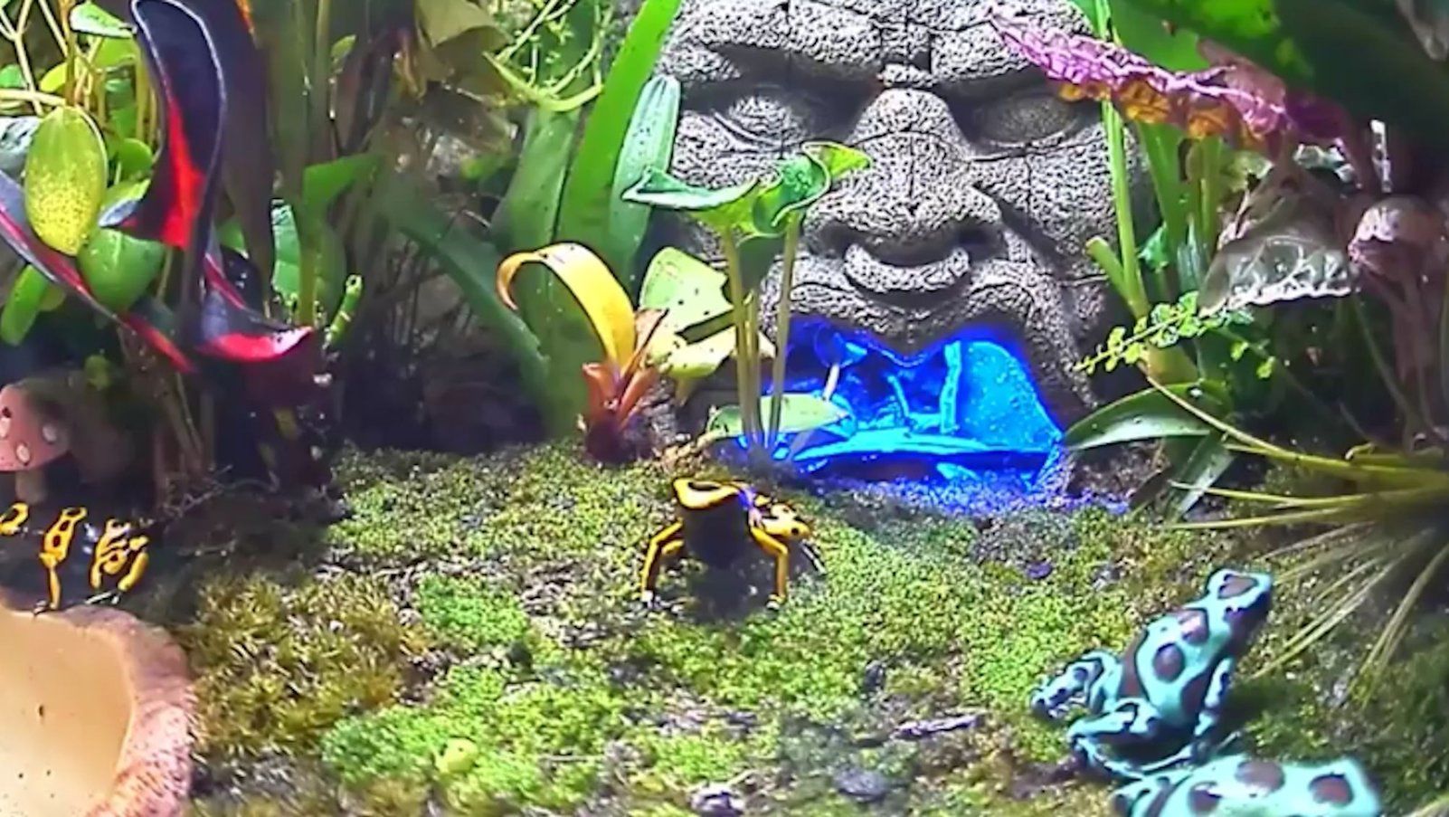 Boss Frogs Dart Frogs, Geckos & Supplies