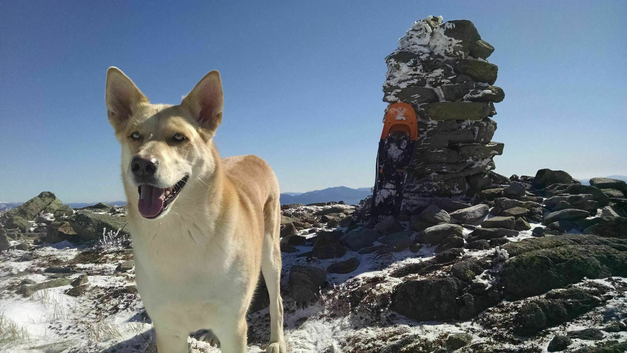 Mountain Dogware
