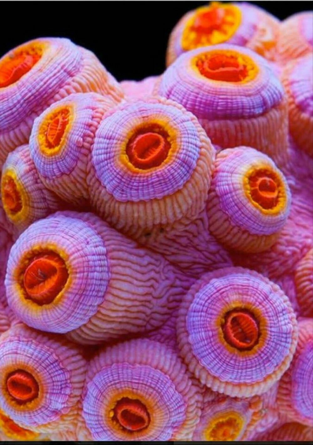 Pink Corals